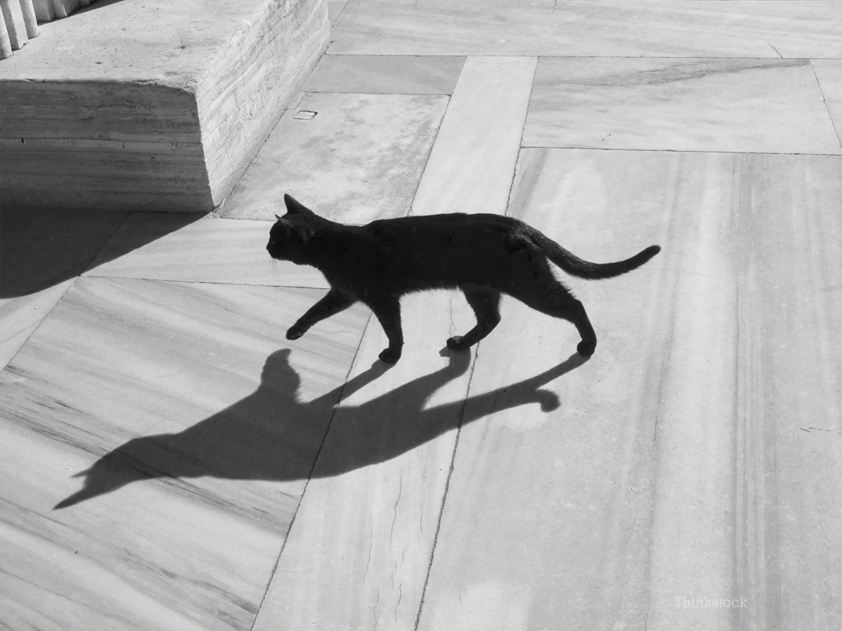 Walking Fido Alecia Goodman Blog