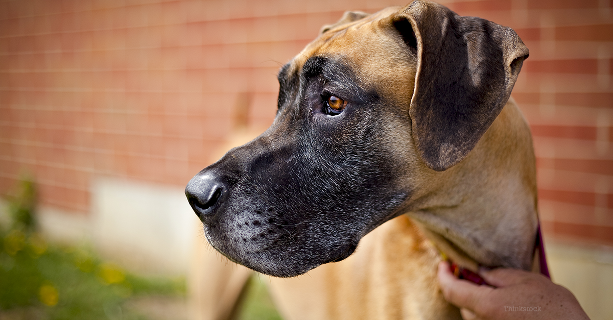 Is a Giant Dog Breed Right for Me?