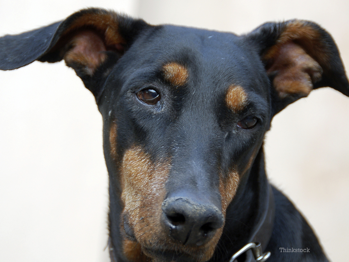 Congestive Heart Failure In Dogs