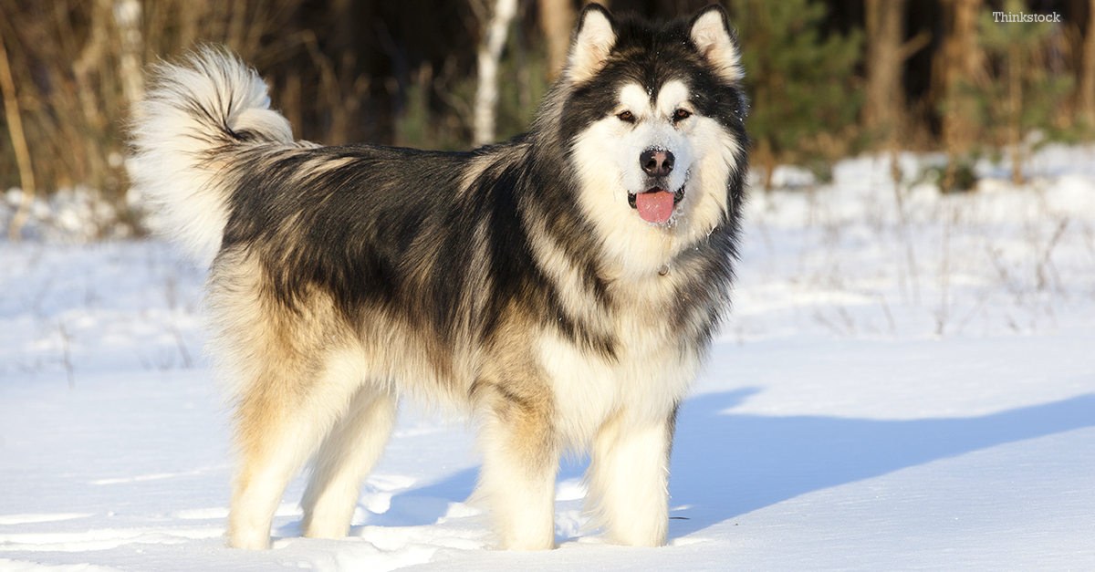 The Malamute