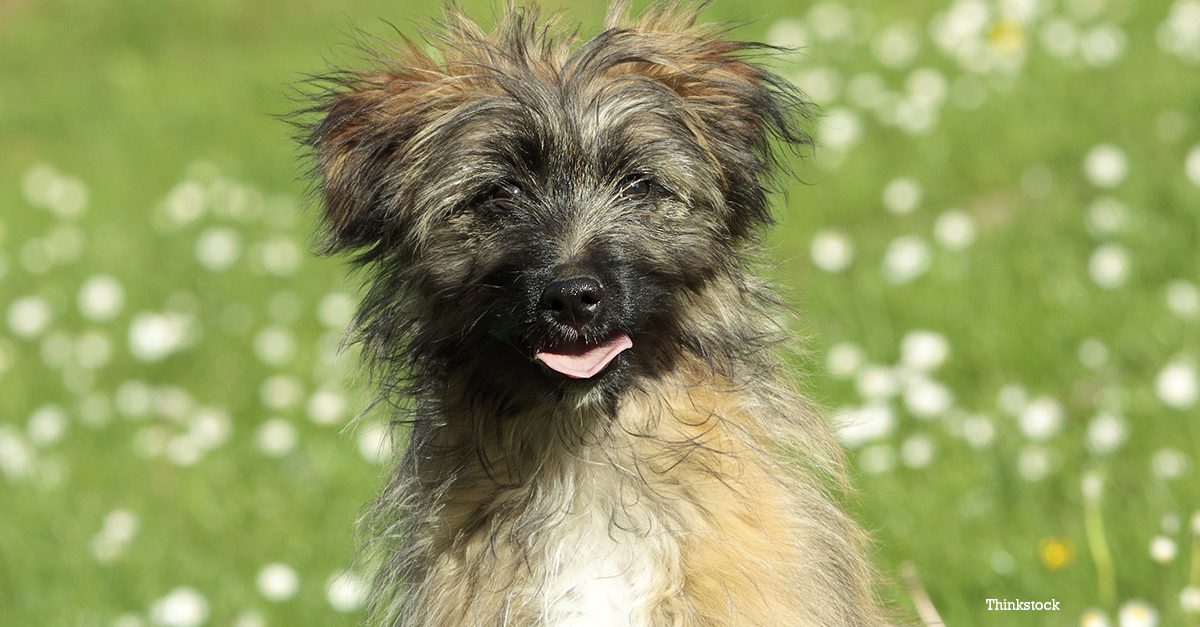 The Pyrenean Shepherd