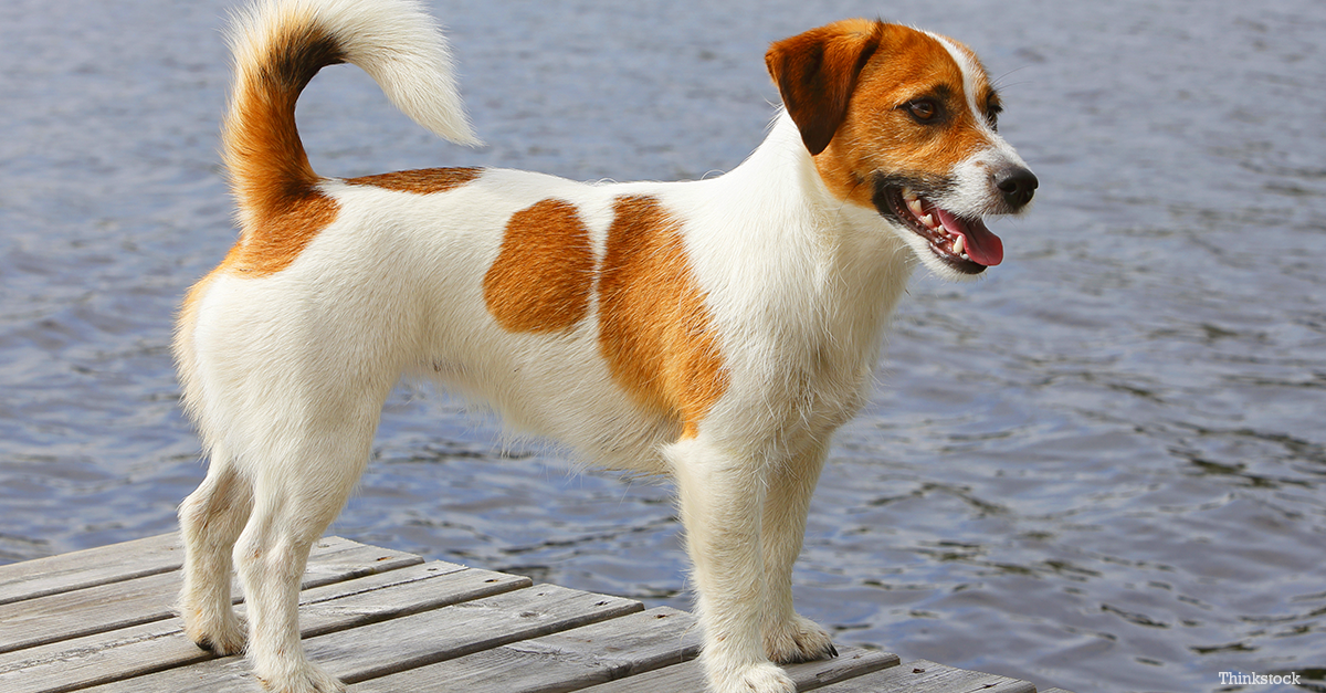 The Russell Terrier