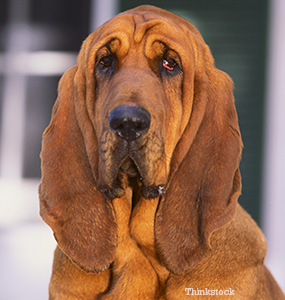 The Bloodhound