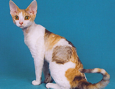 The Devon Rex