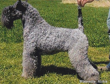 The Kerry Blue Terrier