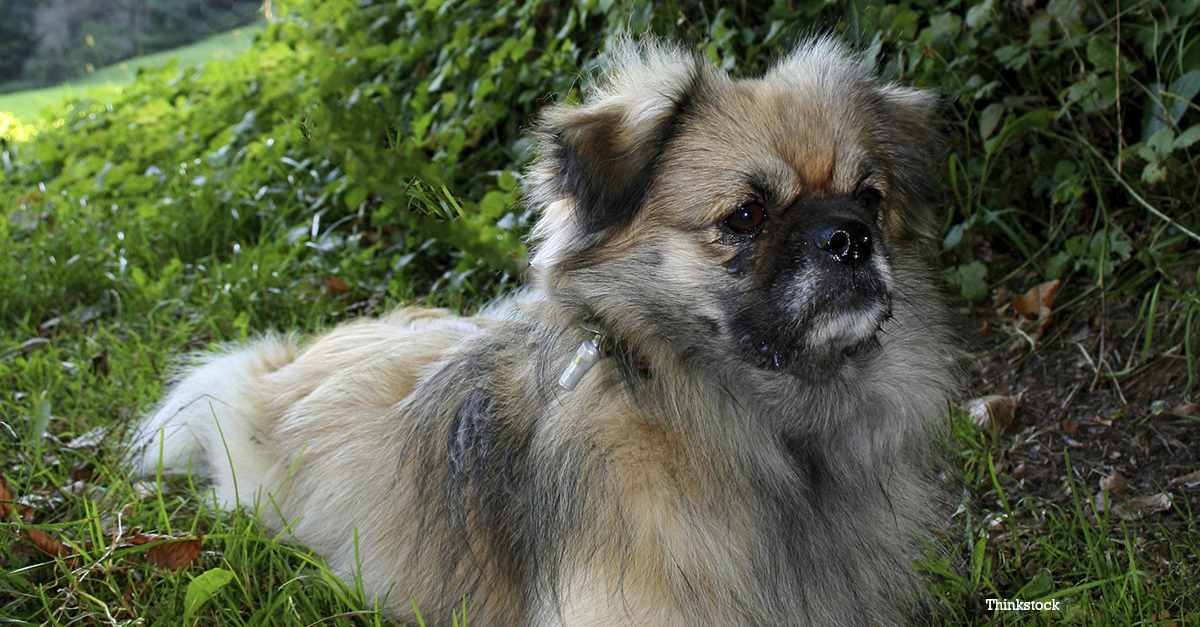 The Tibetan Spaniel