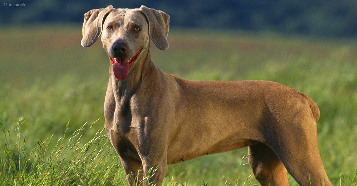The Weimaraner