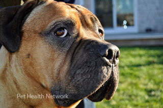 The top 10 signs your dog may be sick (and what you can do about it ...